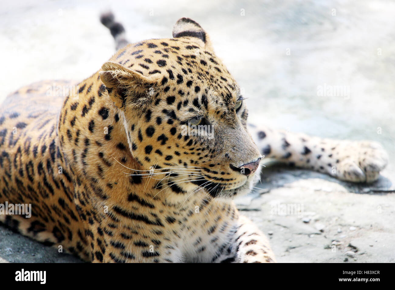 Portrait of a Panther. Close-up of face and torso of beautiful spotted ...