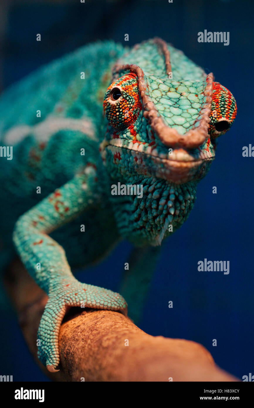 Panther Chameleon (Chamaeleo pardalis) portrait showing eyes pointing ...