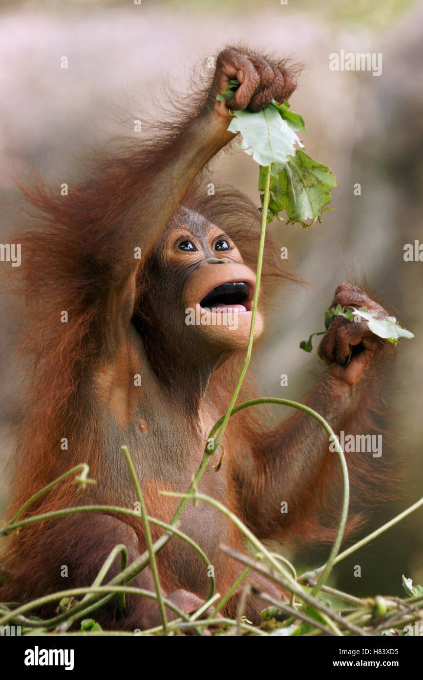 Sumatran Orangutan (Pongo abelii) baby playing with branch, Japan Stock ...