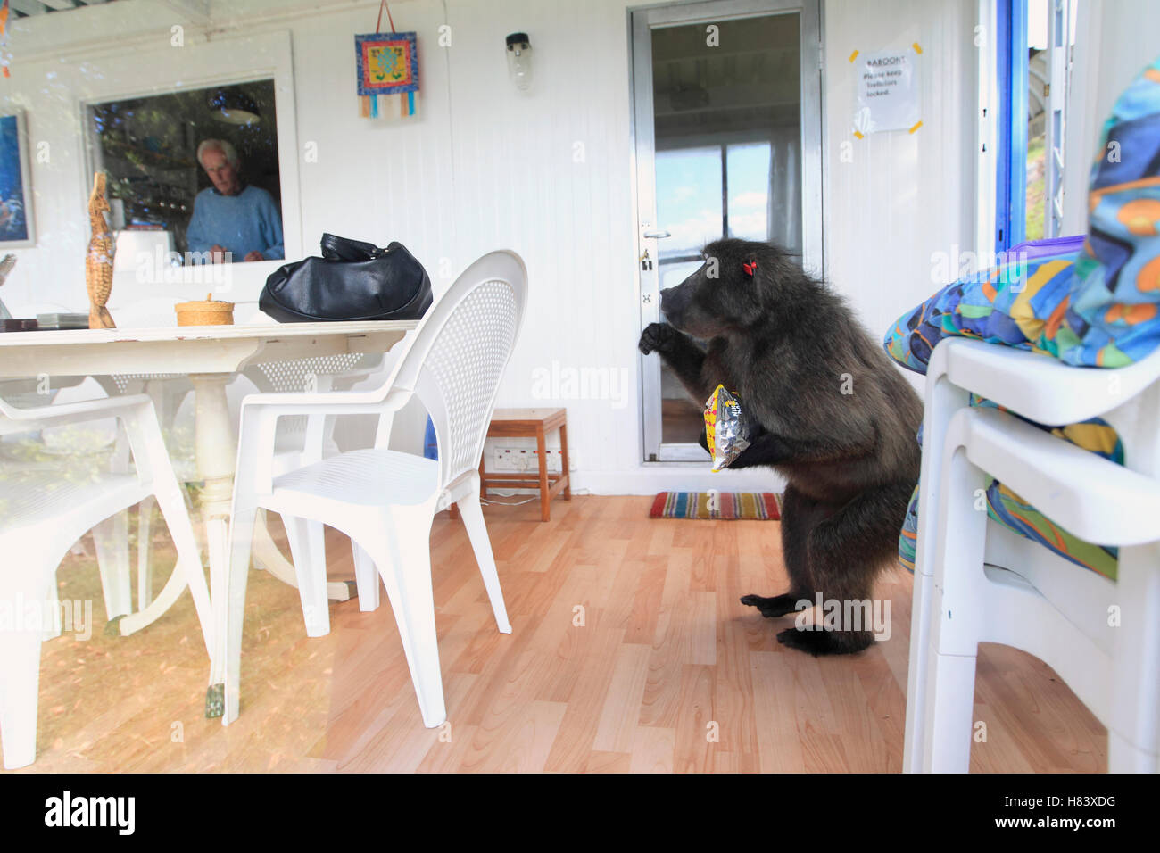Chacma Baboon (Papio ursinus) stealing food afer having broken into ...