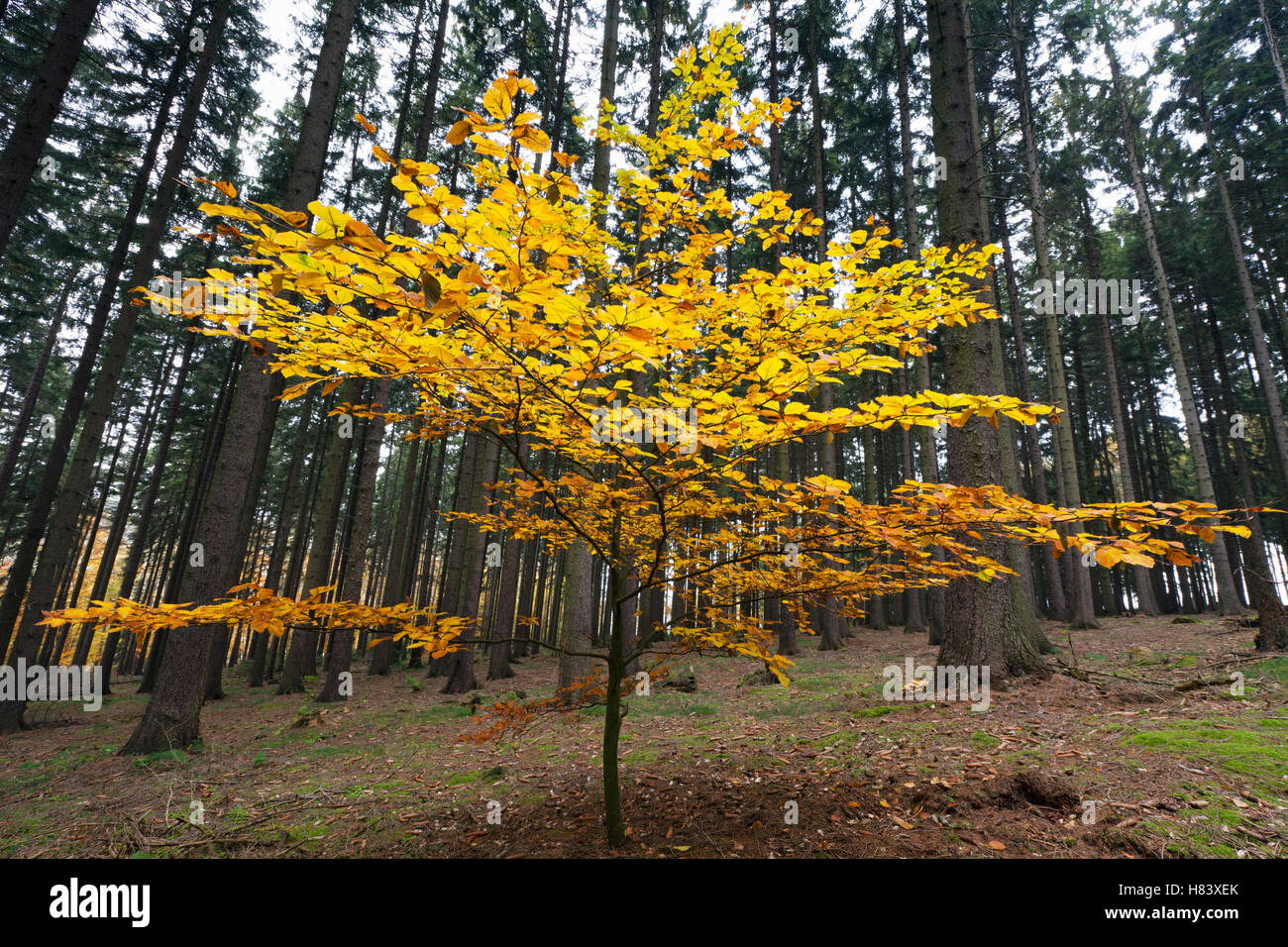 European Beech (Fagus sylvatica) tree in Norway Spruce (Picea abies ...