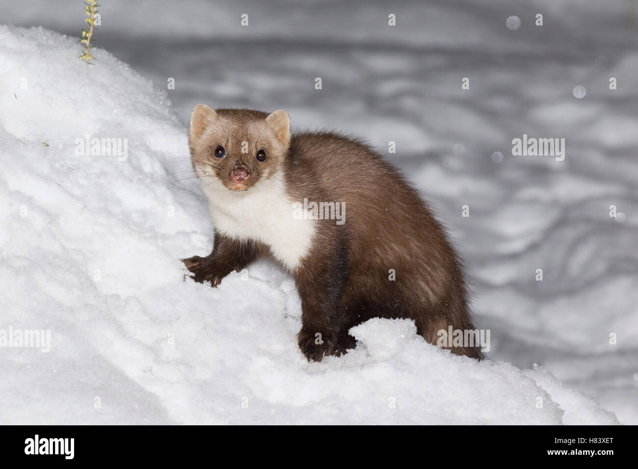 Beech Marten (Martes foina) in snow, Germany Stock Photo - Alamy