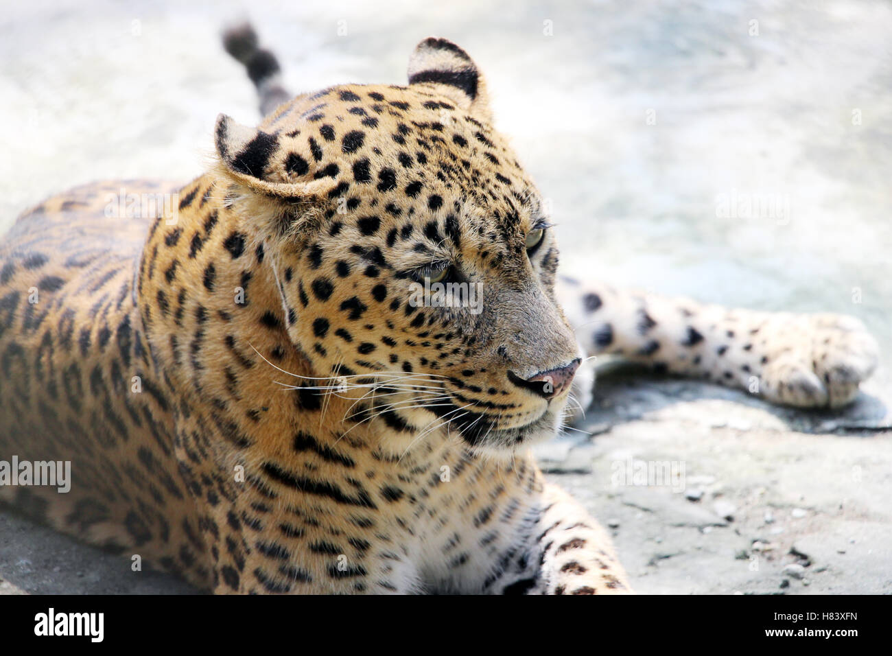 Portrait of a Panther. Close-up of face and torso of beautiful spotted ...