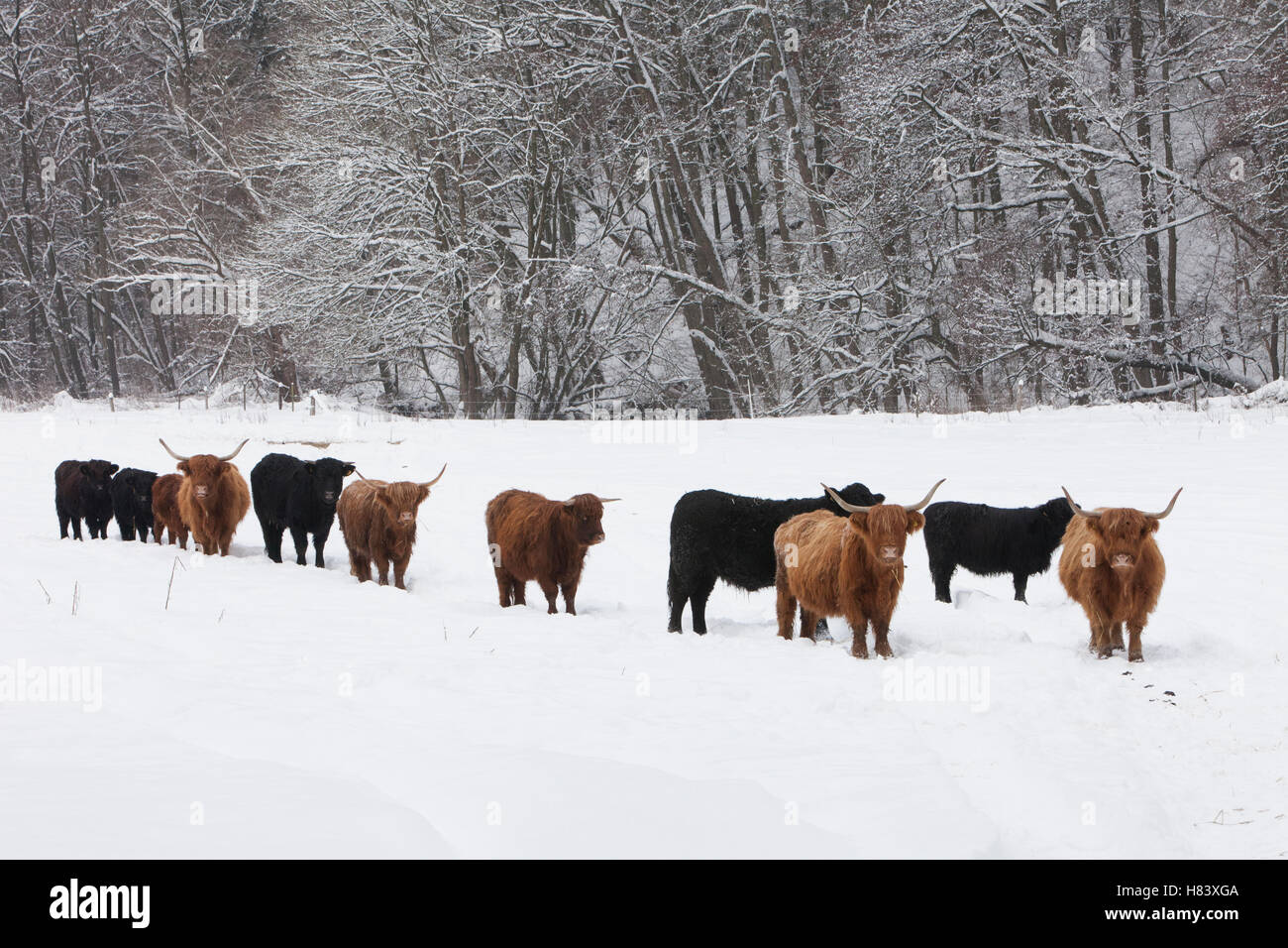 Highland Cattle (Bos taurus) and Aberdeen Angus Cattle (Bos taurus ...