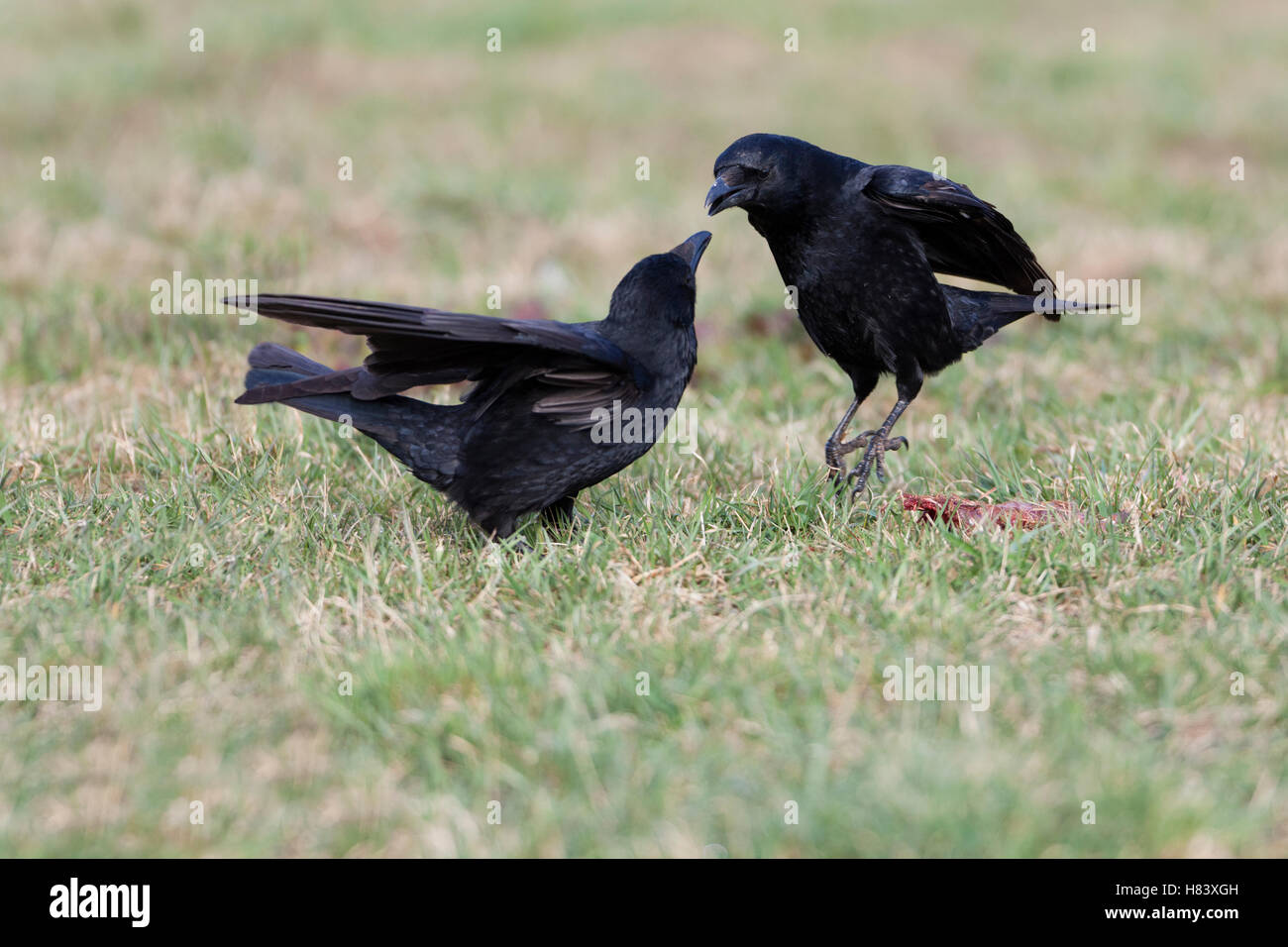 Carrion Crow (Corvus corone) pair fighting over carrion in field ...