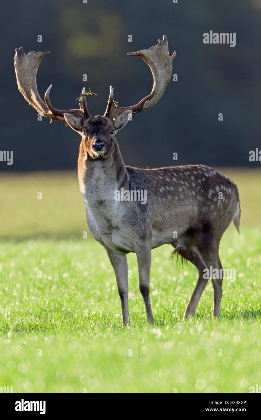 Fallow Deer (Dama dama) buck during the rut in autumn, Denmark Stock ...