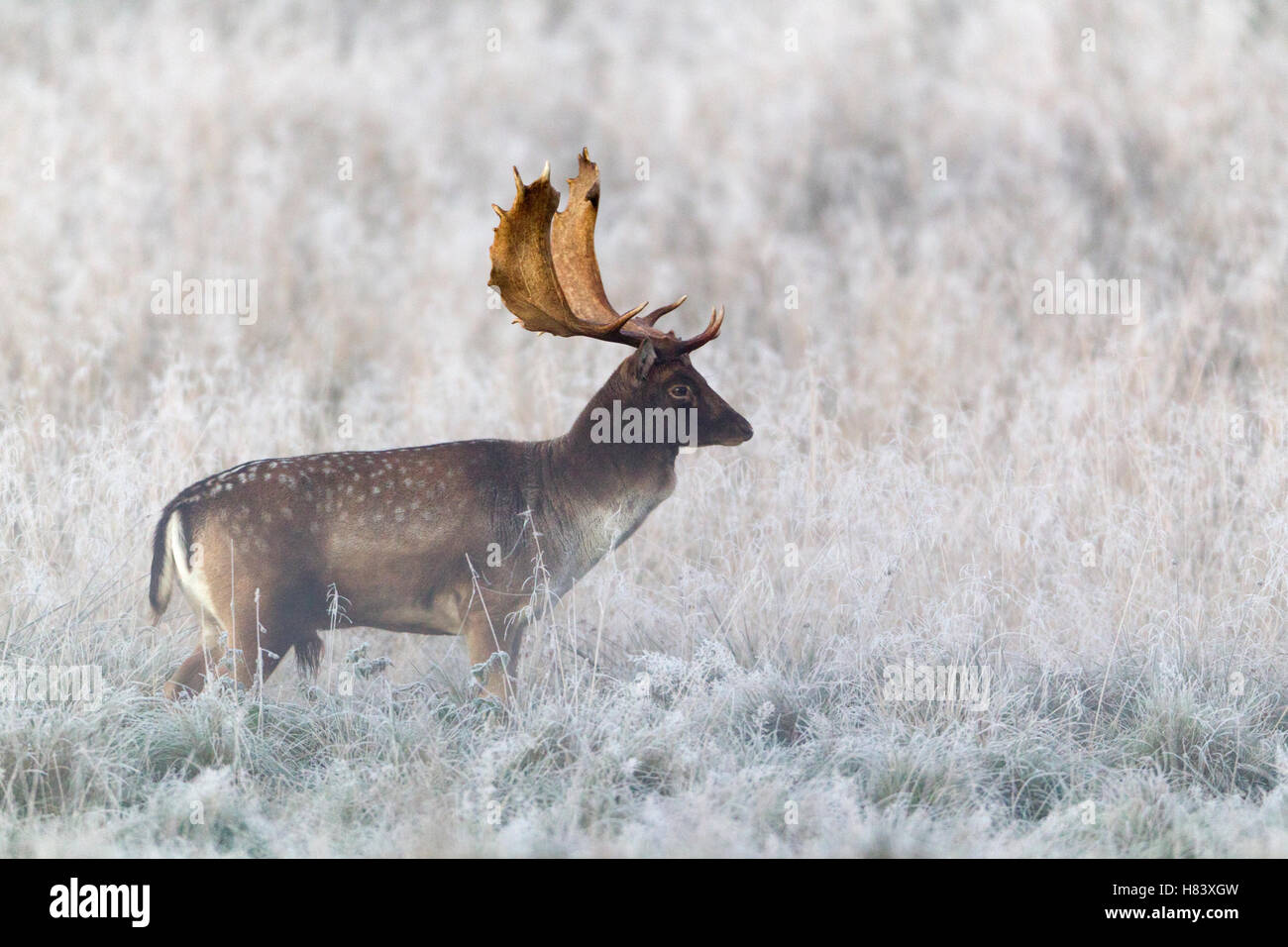 Fallow Deer (Dama dama) buck during the rut in autumn, Denmark Stock ...
