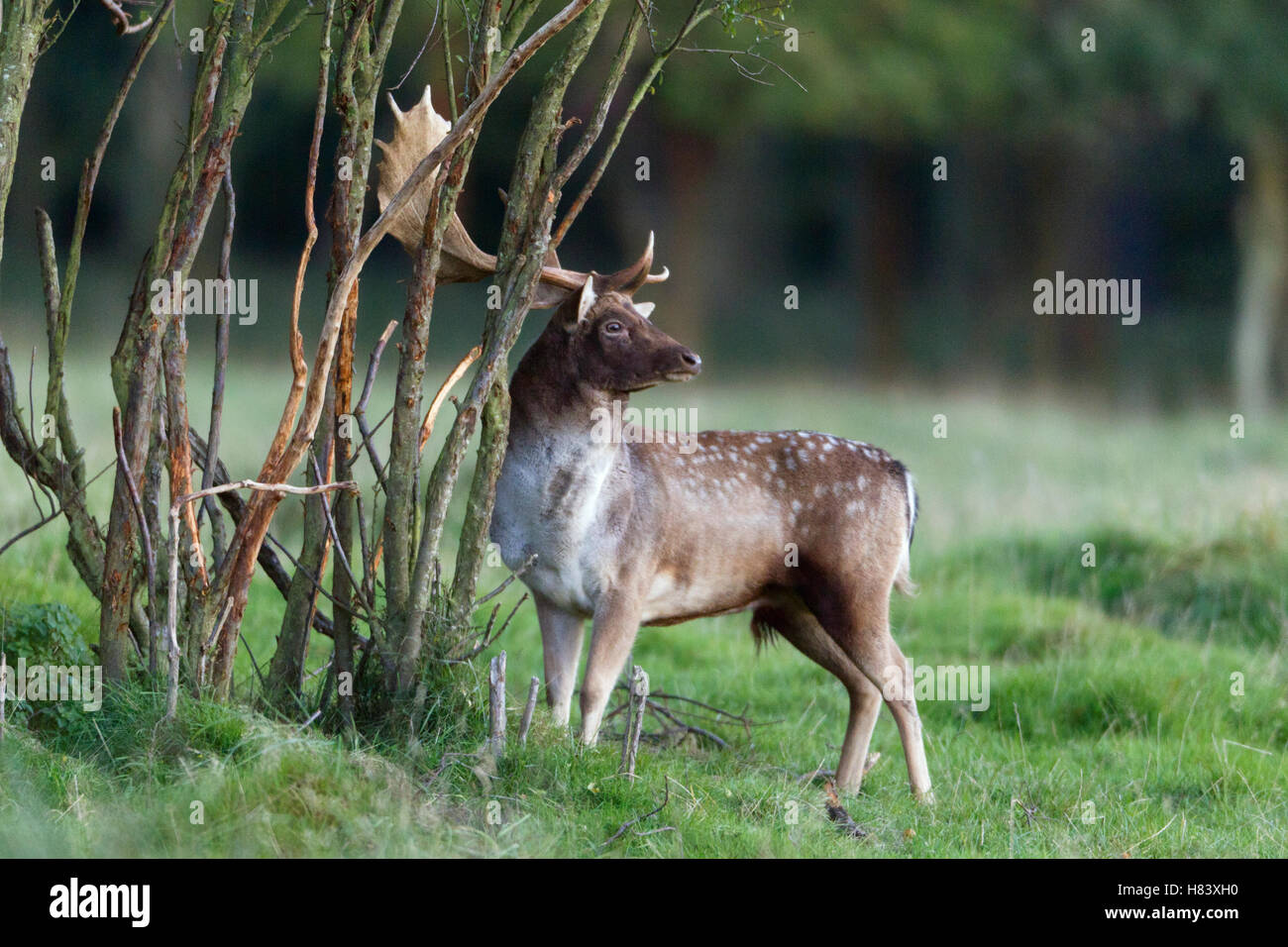 Fallow Deer (Dama dama) buck at marking tree during the rut in autumn ...
