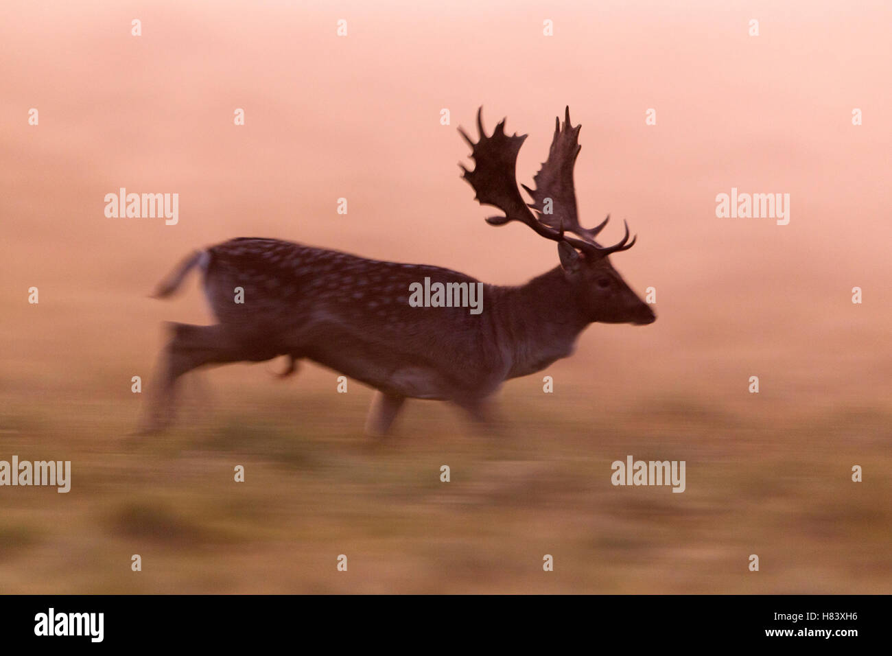 Fallow Deer (Dama dama) buck running across meadow in mist, Denmark ...