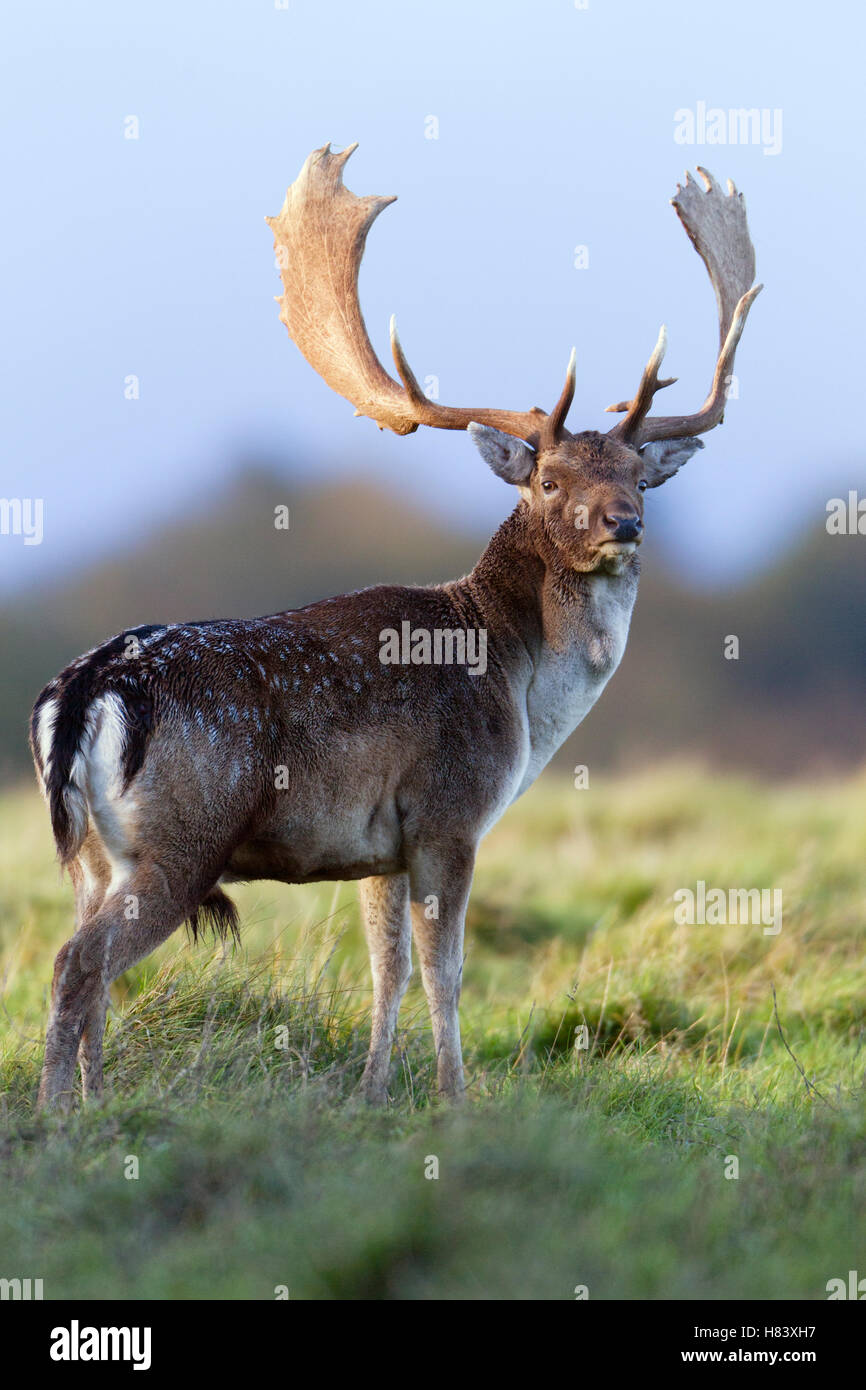 Fallow Deer (Dama dama) buck during the rut in autumn, Denmark Stock ...