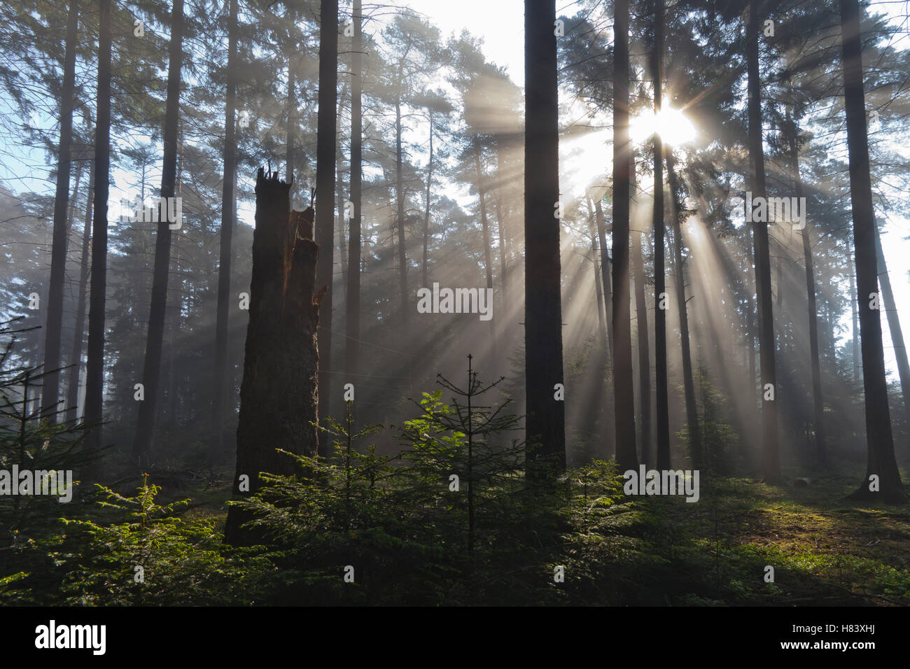 Norway Spruce (Picea abies) forest with mist in spring, Germany Stock Photo - Alamy