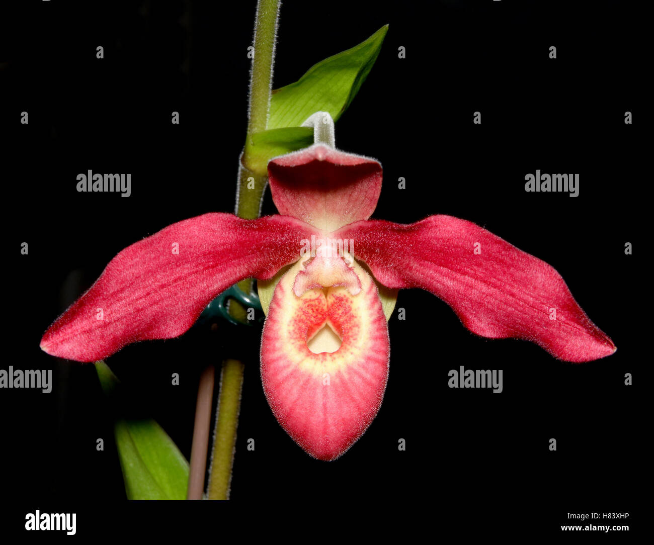 Orchid phragmipedium hi-res stock photography and images - Alamy