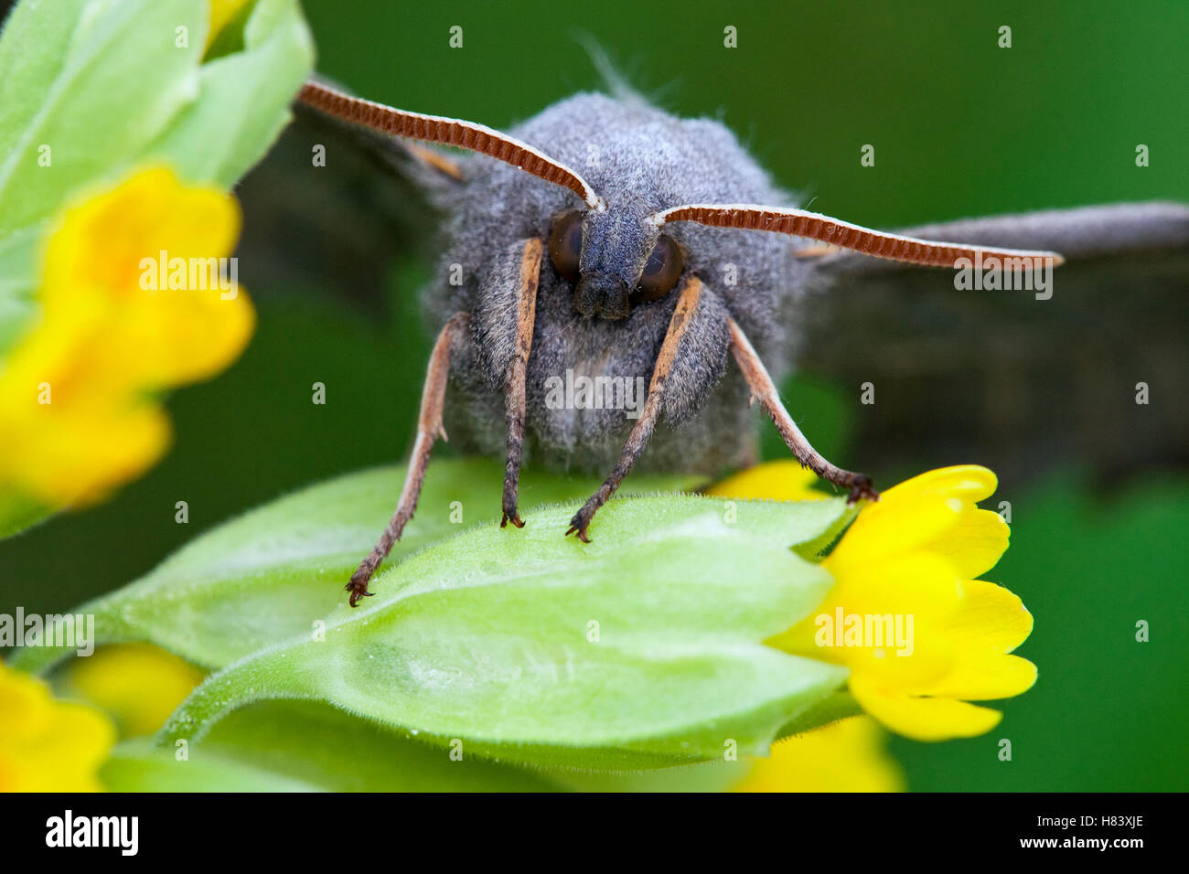 Poplar Hawk Moth (Laothoe populi) on flower, Germany Stock Photo - Alamy