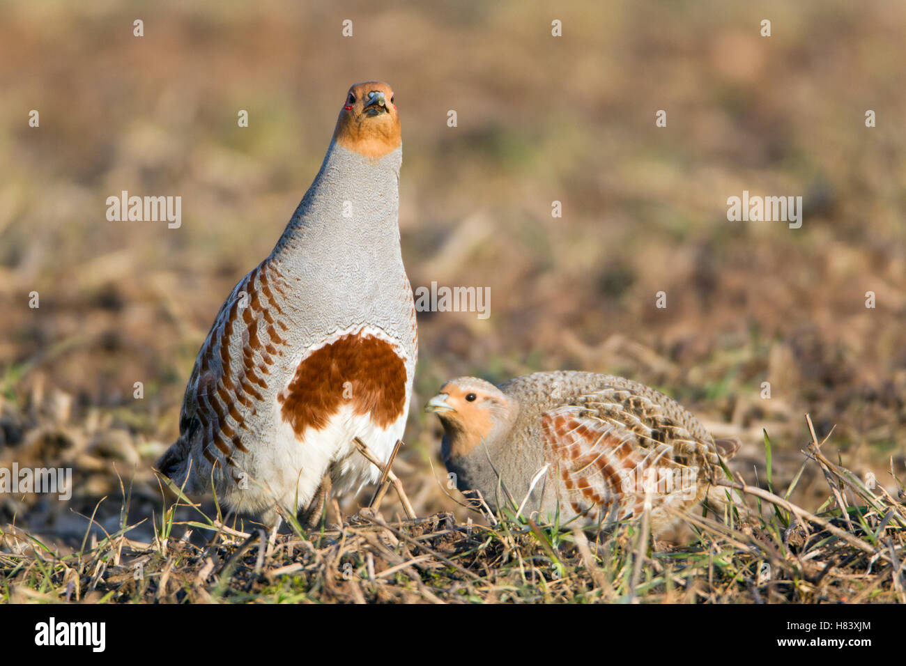 European Partridge (Perdix perdix) male displaying to hen, Germany ...