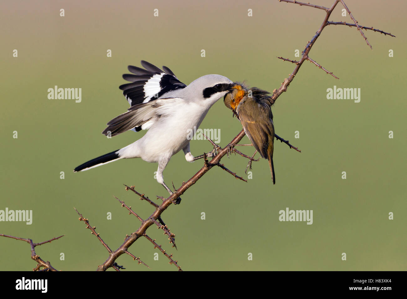Great Grey Shrike (Lanius excubitor) feeding on impaled European Robin ...