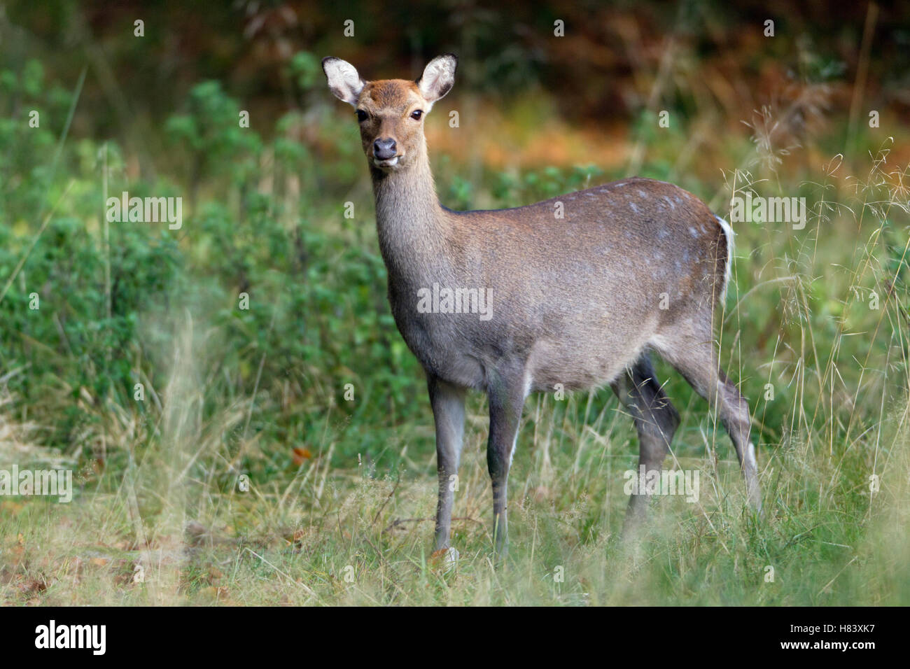 Sika Deer (Cervus nippon) doe, Denmark Stock Photo - Alamy