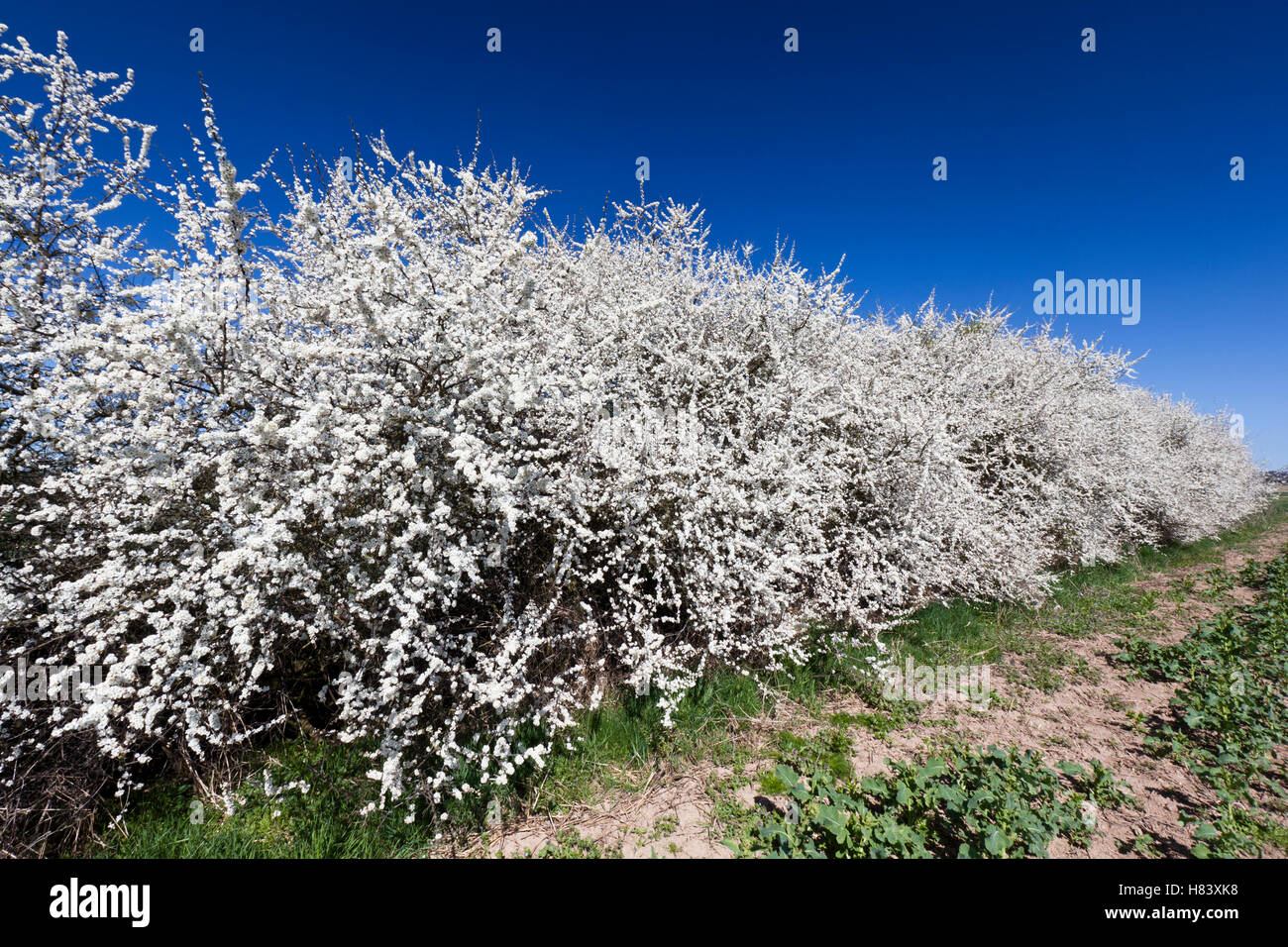 Blackthorn (Prunus spinosa) hedge in full bloom, Germany Stock Photo ...