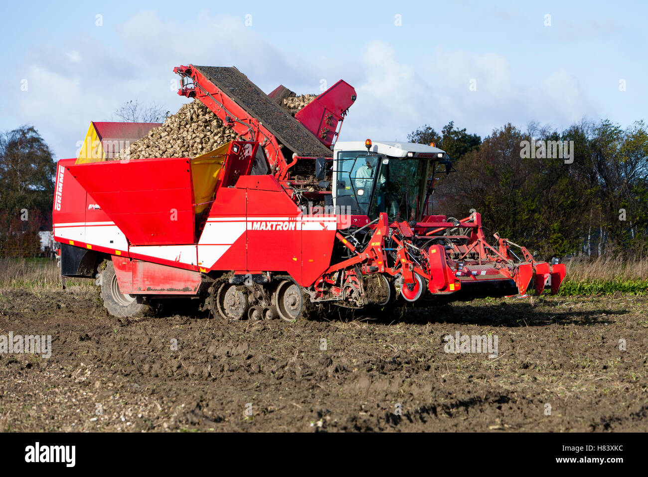 Sugar Beet (Beta vulgaris) harvesting machine, Denmark Stock Photo - Alamy