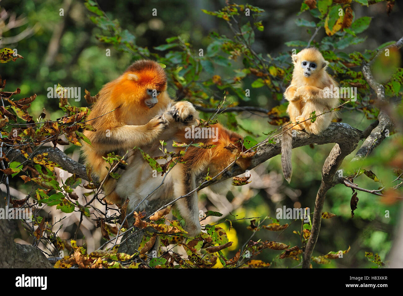 Golden Snub-nosed Monkey (Rhinopithecus roxellana) female grooming with ...