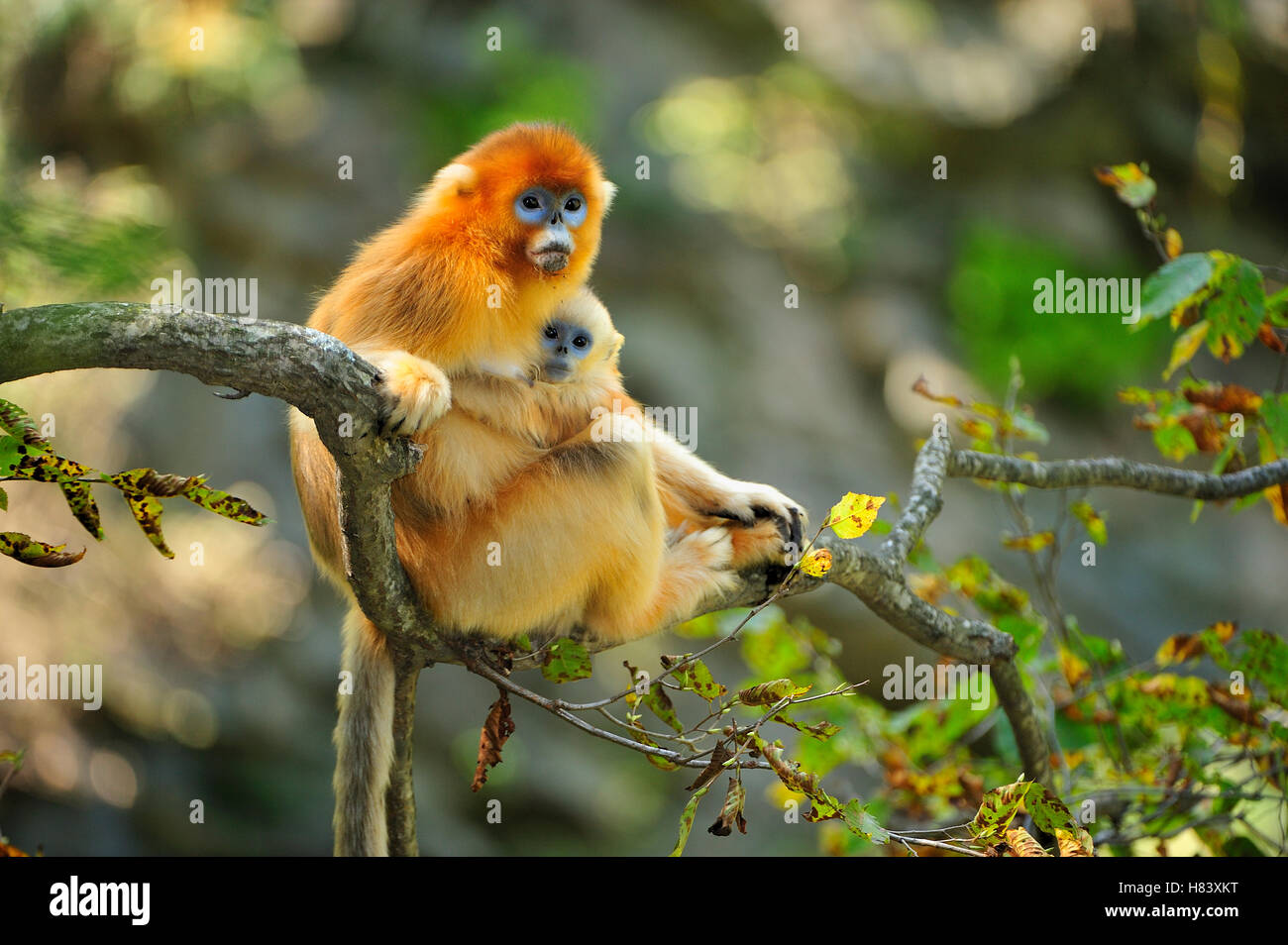 Golden Snub-nosed Monkey (Rhinopithecus roxellana) mother and young ...
