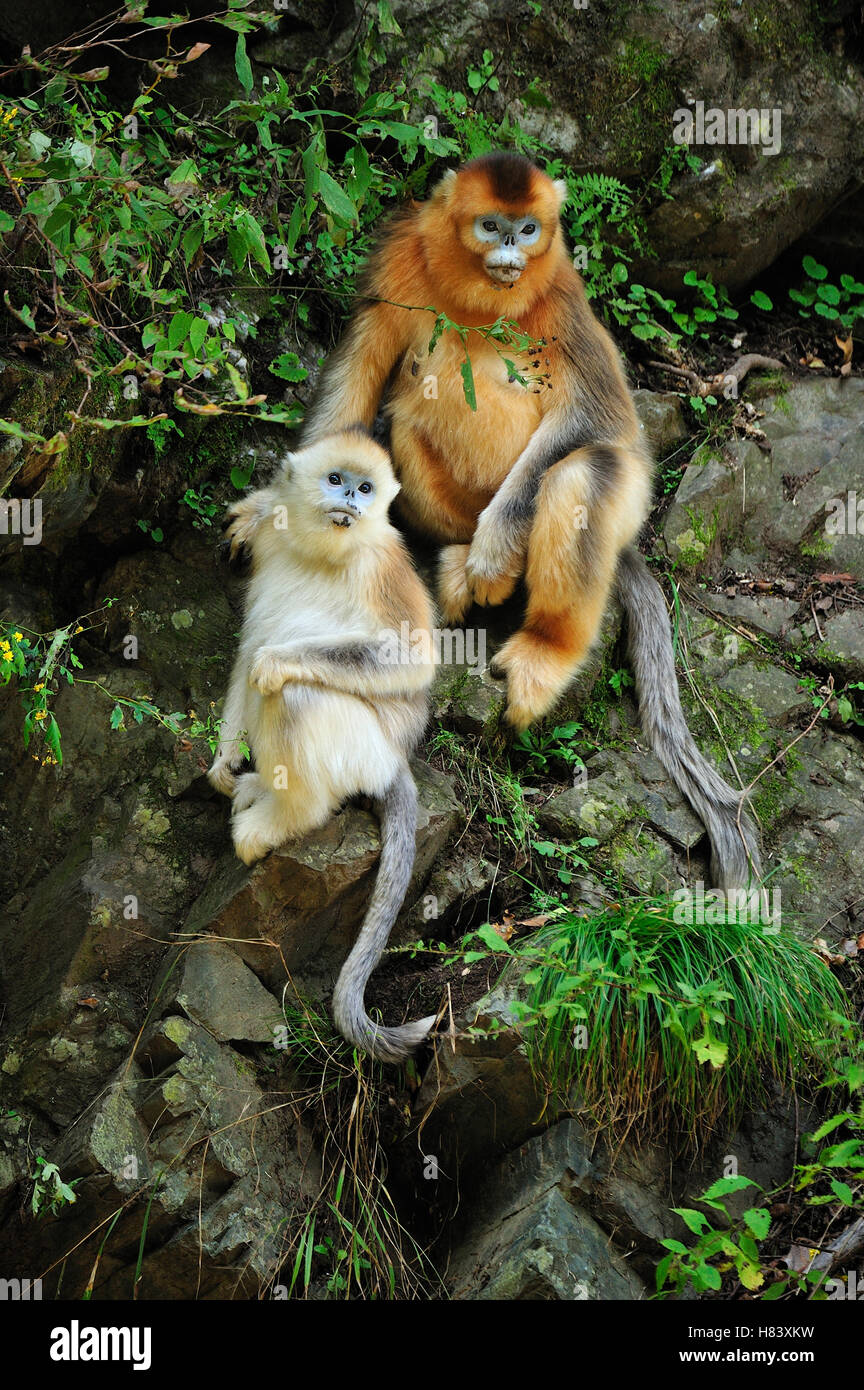 Golden Snub-nosed Monkey (Rhinopithecus roxellana) mother with young ...