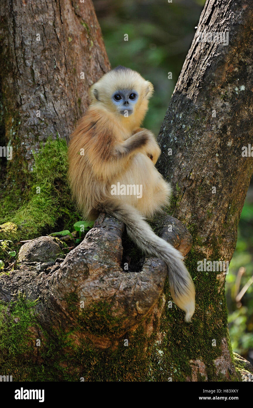 Golden Snub-nosed Monkey (Rhinopithecus roxellana) young, Qinling ...