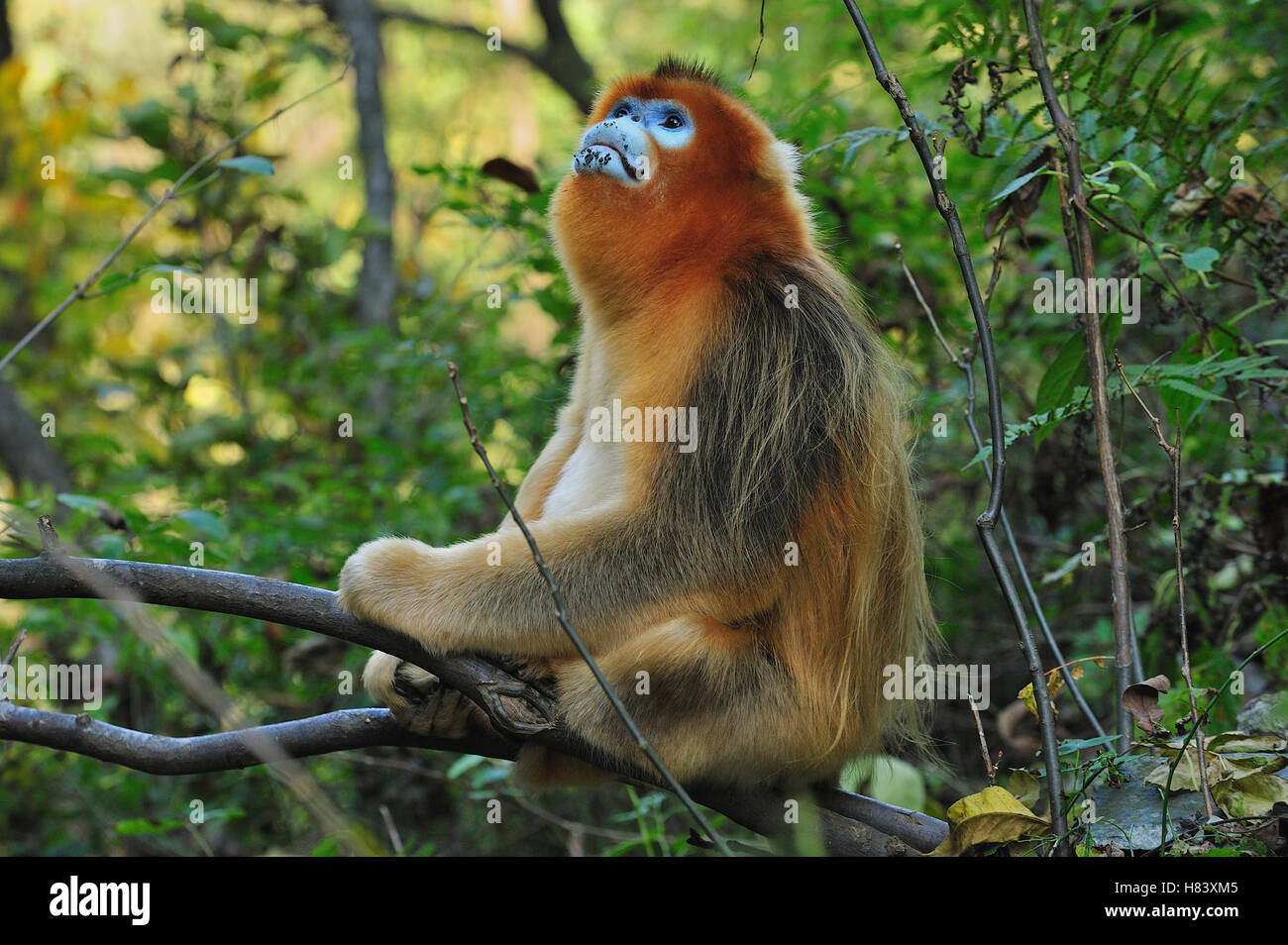 Golden Snub-nosed Monkey (Rhinopithecus roxellana) looking up, Qinling ...