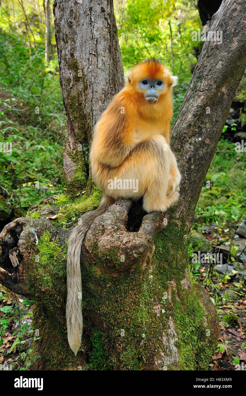 Golden Snub-nosed Monkey (Rhinopithecus roxellana) juvenile, Qinling ...