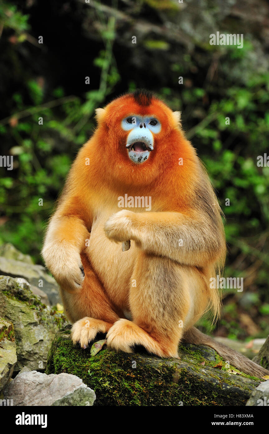 Golden Snub-nosed Monkey (Rhinopithecus roxellana) male, Qinling ...