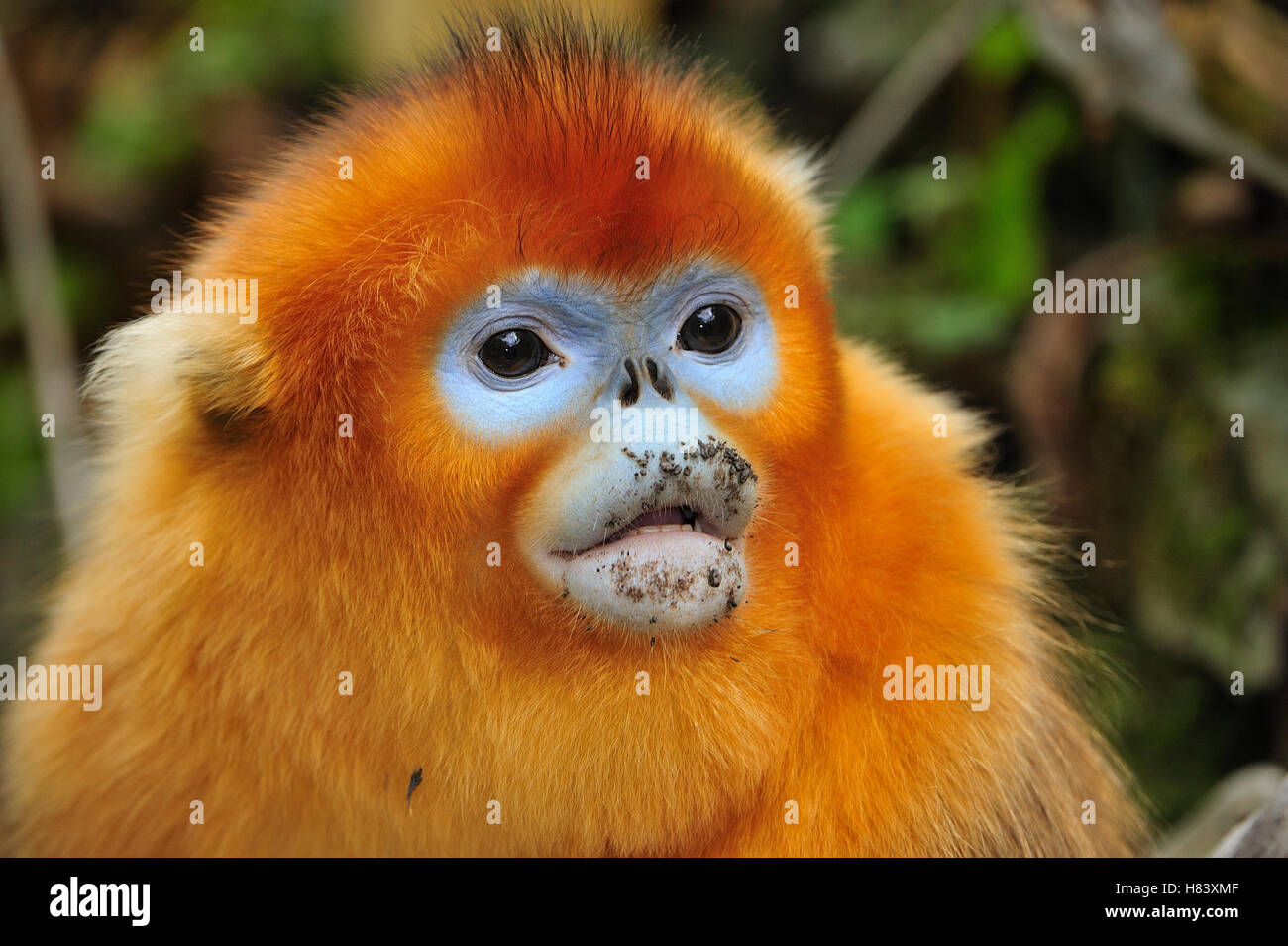 Golden Snub-nosed Monkey (Rhinopithecus roxellana) female, Qinling ...