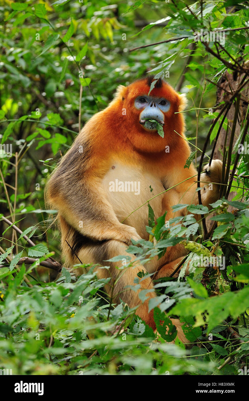 Golden Snub-nosed Monkey (Rhinopithecus roxellana) male in tree ...