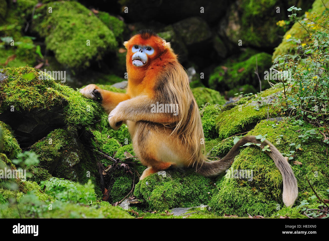 Golden Snub-nosed Monkey (Rhinopithecus roxellana) male, Qinling ...