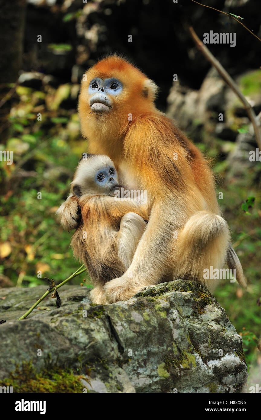 Golden Snub-nosed Monkey (Rhinopithecus roxellana) mother nursing young ...
