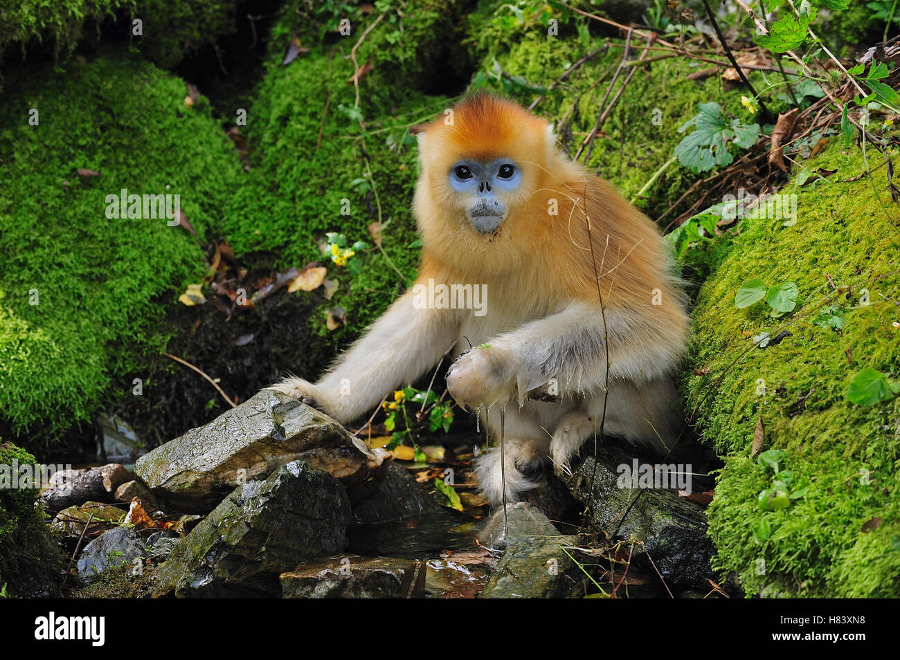 Golden Snub-nosed Monkey (Rhinopithecus roxellana) juvenile, Qinling ...