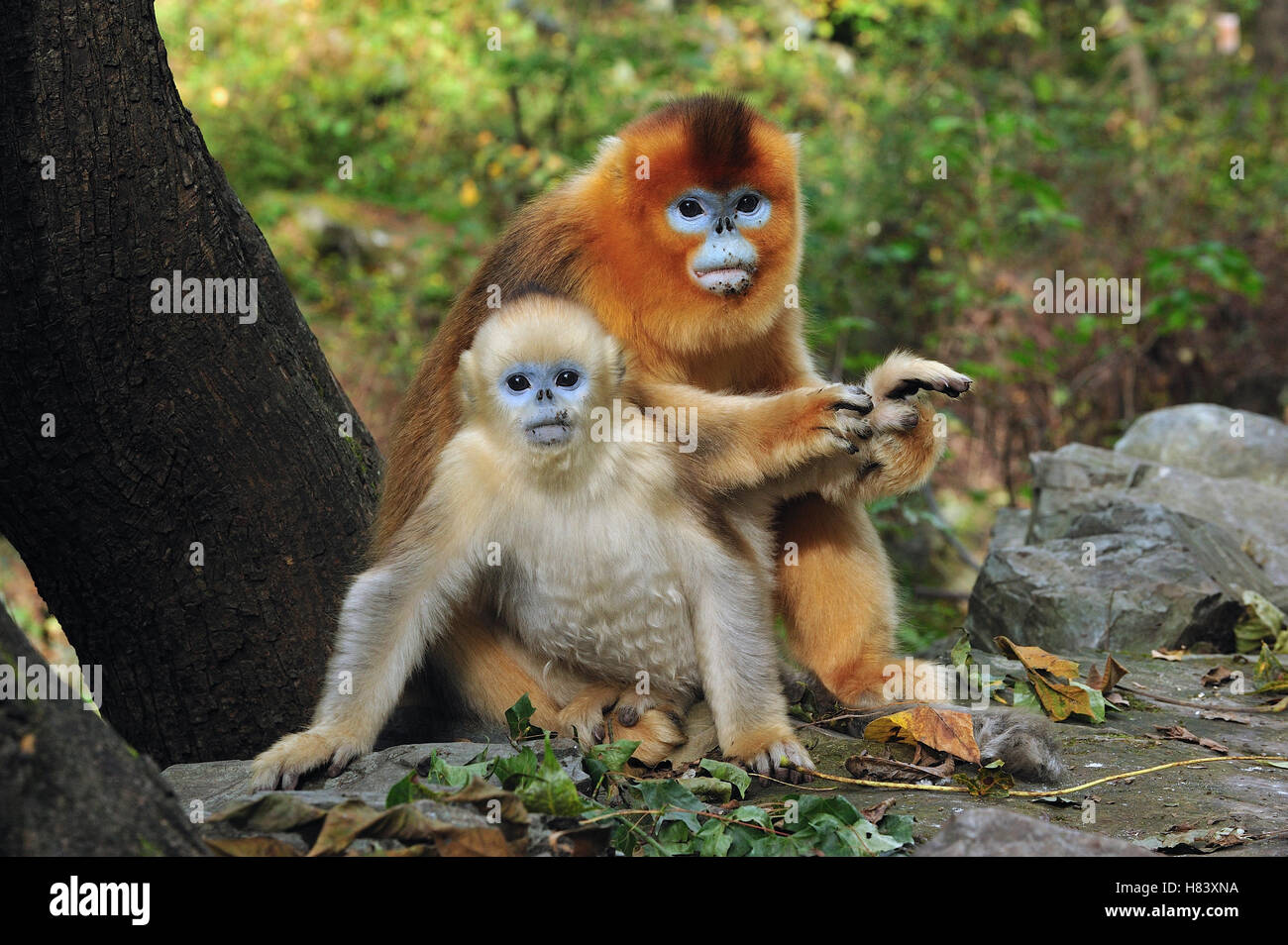 Golden Snub-nosed Monkey (Rhinopithecus roxellana) mother grooming ...