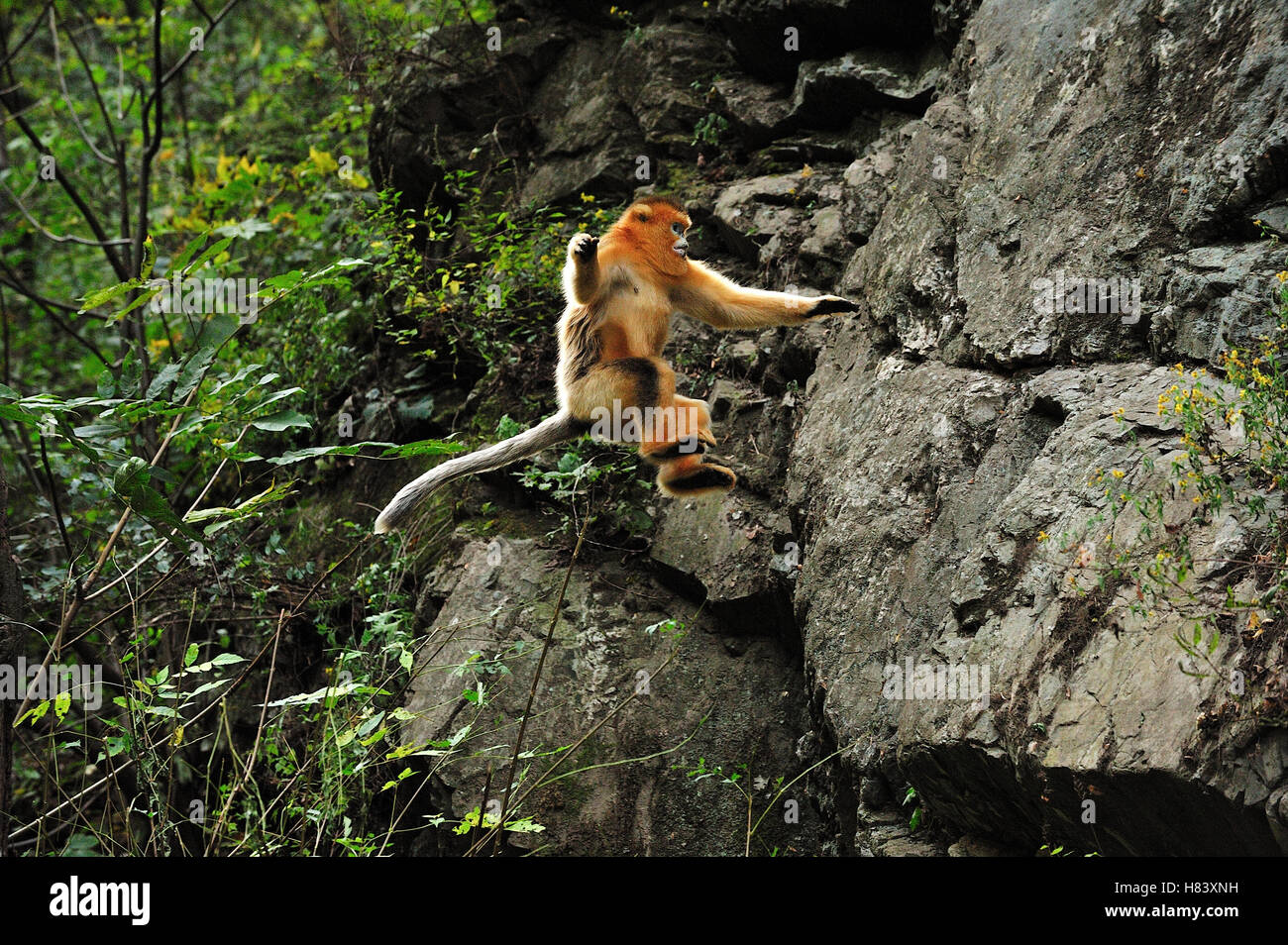 Golden Snub-nosed Monkey (Rhinopithecus roxellana) jumping, Qinling ...