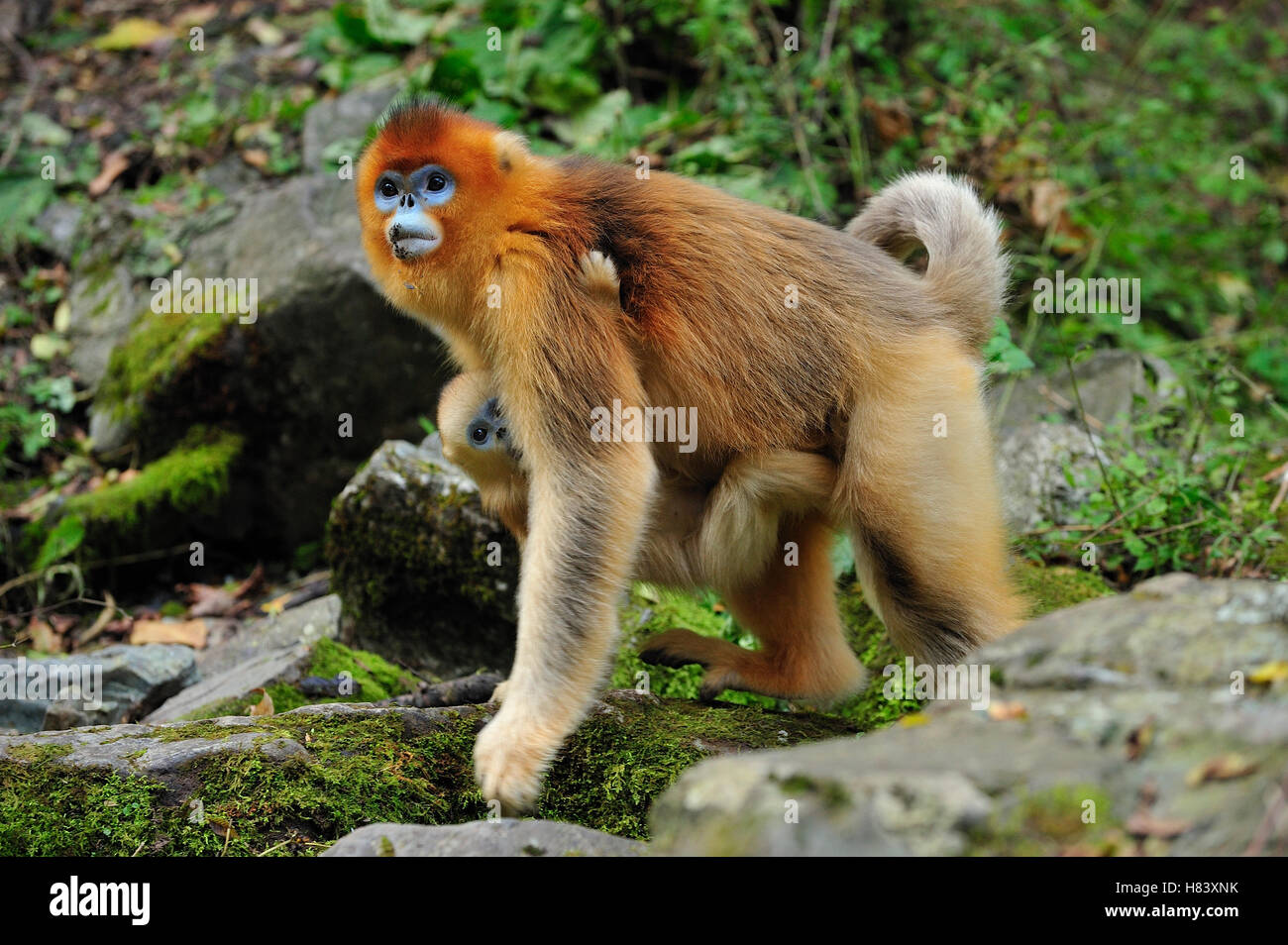 Golden Snub-nosed Monkey (Rhinopithecus roxellana) mother with young ...