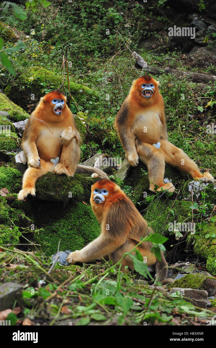 Golden Snub-nosed Monkey (Rhinopithecus roxellana) males in threat ...