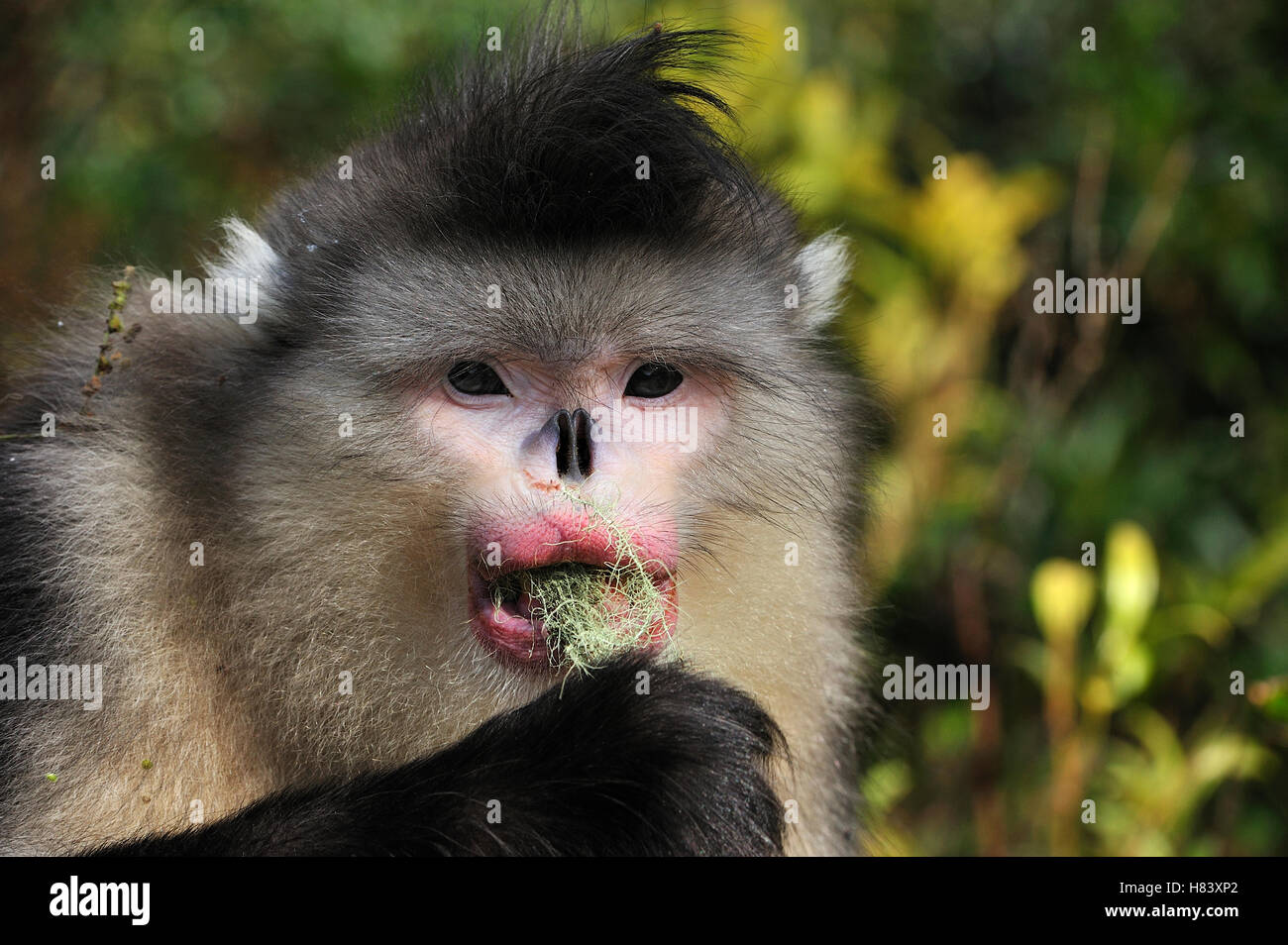 Yunnan Snub-nosed Monkey (Rhinopithecus bieti) feeding on lichen ...