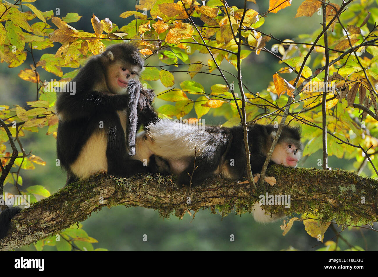 Yunnan Snub-nosed Monkey (Rhinopithecus bieti) pair grooming, Yunnan ...