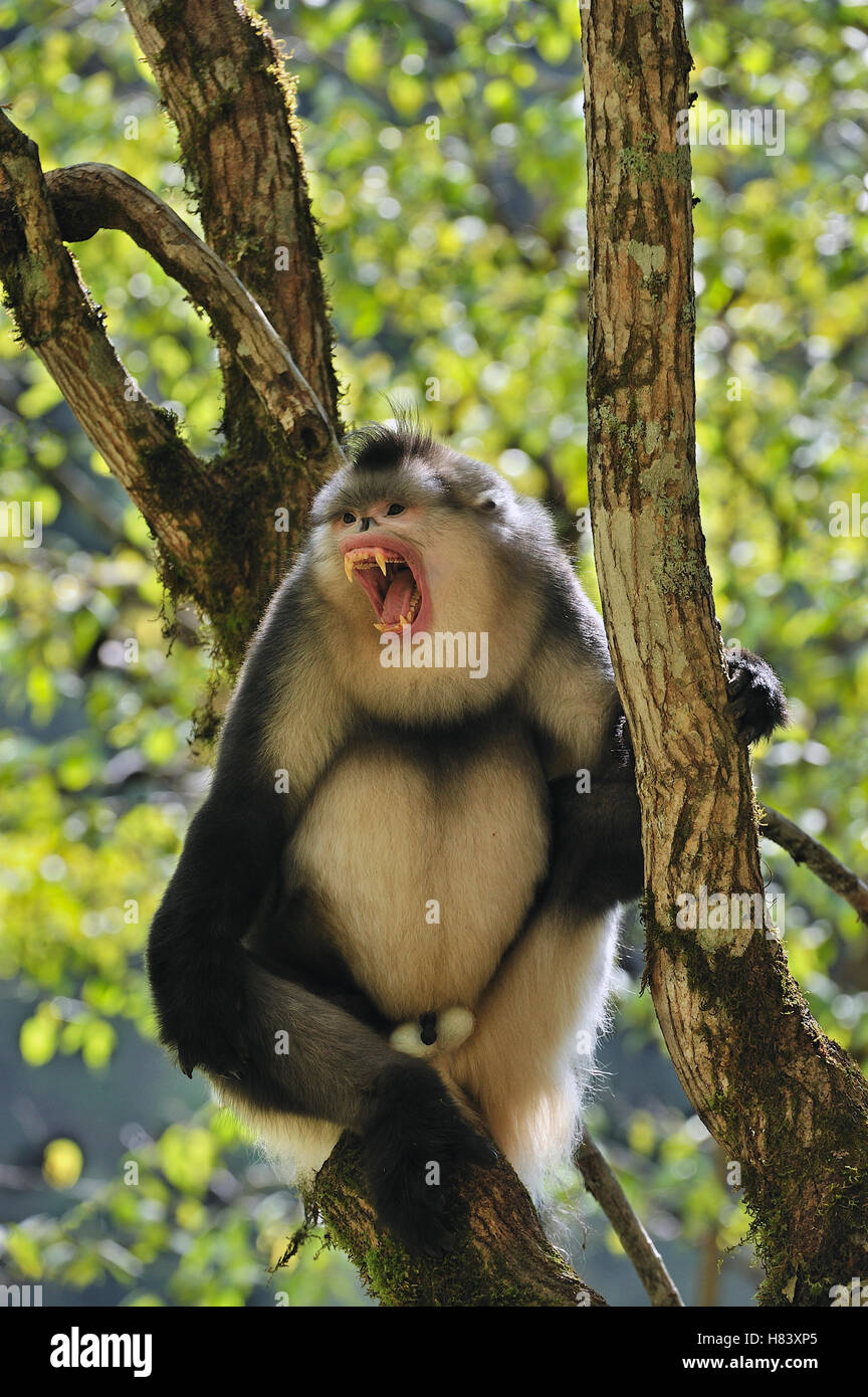 Yunnan Snub-nosed Monkey (Rhinopithecus bieti) male in threat display ...