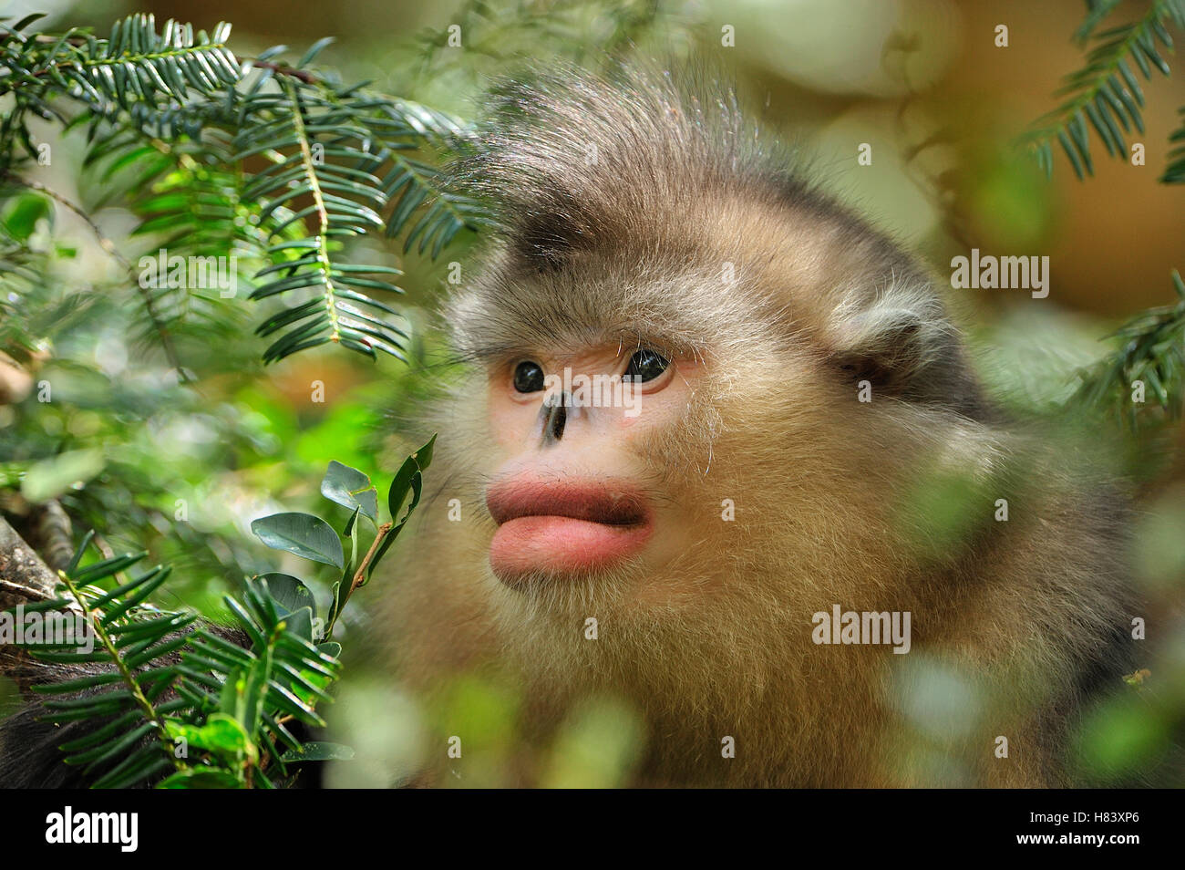 Yunnan Snub-nosed Monkey (Rhinopithecus bieti), Yunnan Province, China ...
