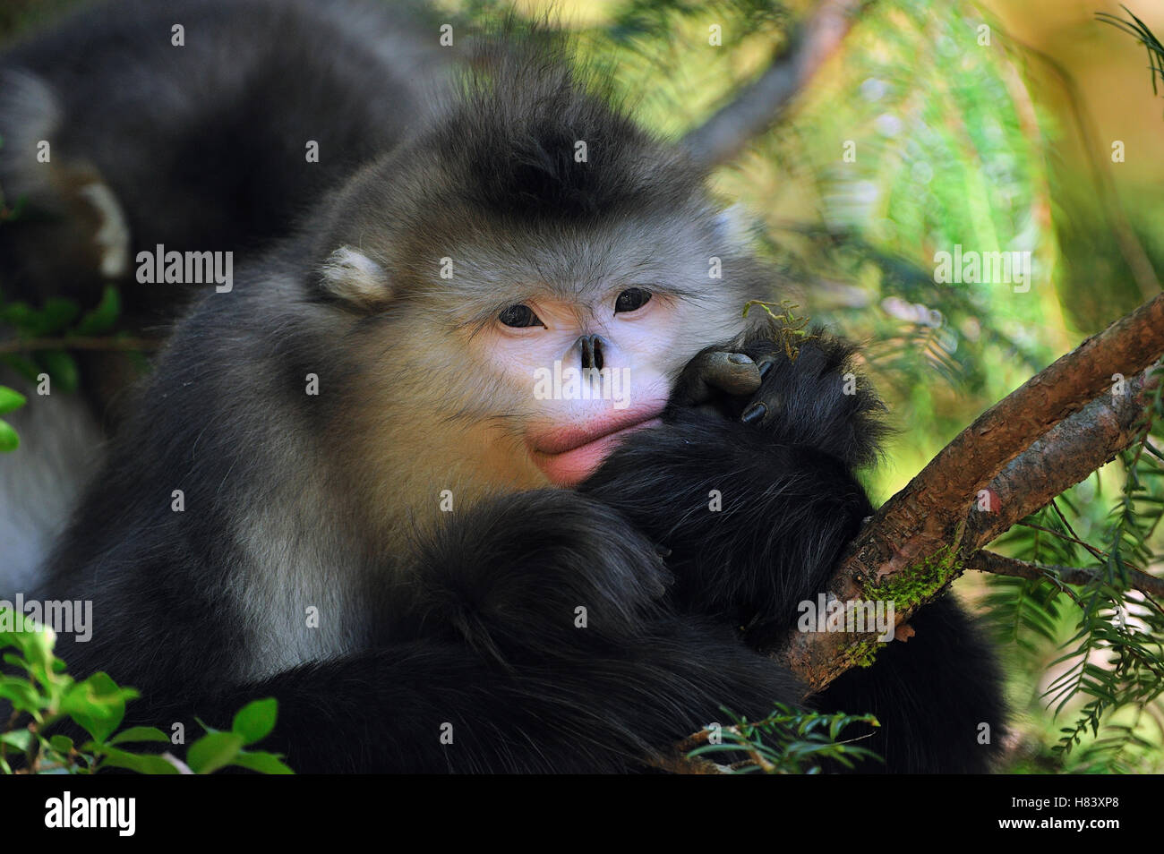 Yunnan Snub-nosed Monkey (Rhinopithecus bieti) female, Yunnan Province ...