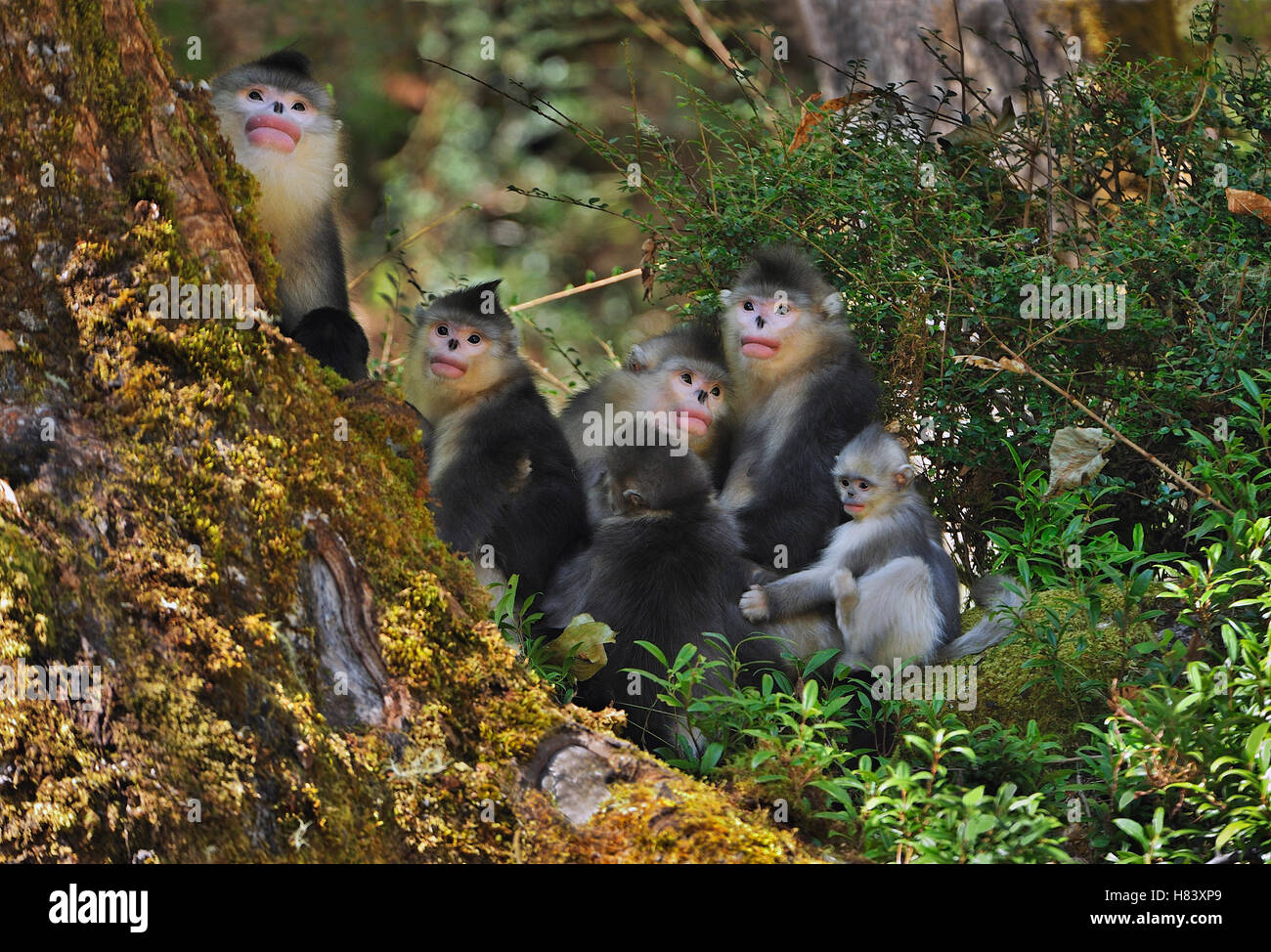 Yunnan Snub-nosed Monkey (Rhinopithecus bieti) troop, Yunnan Province ...