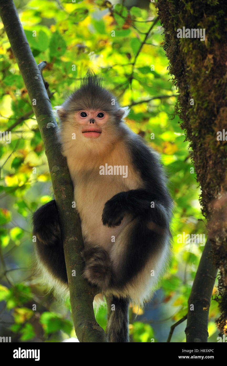 Yunnan Snub-nosed Monkey (Rhinopithecus bieti) in tree, Yunnan Province ...