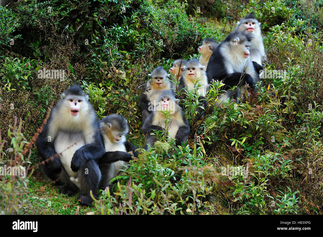 Yunnan Snub-nosed Monkey (Rhinopithecus bieti) females with young ...