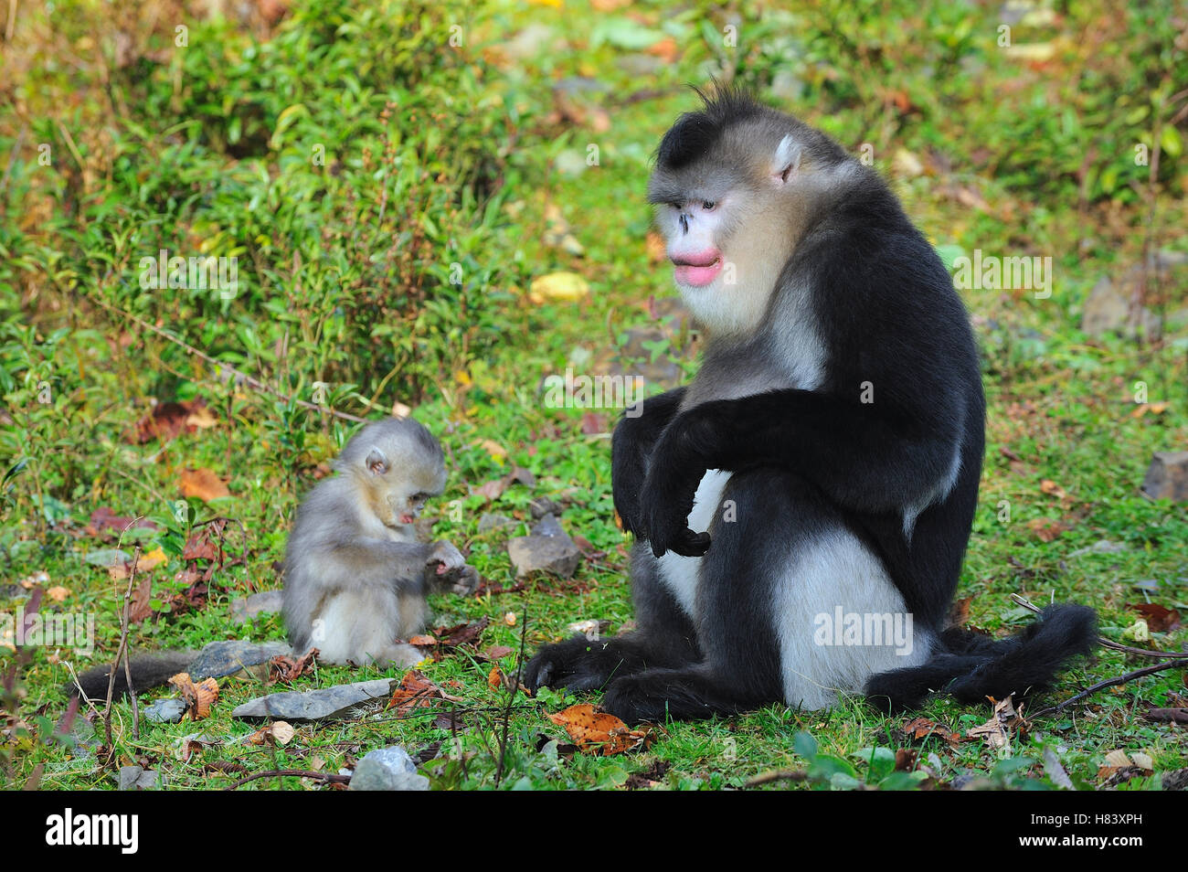 Yunnan Snub-nosed Monkey (Rhinopithecus bieti) mother with young ...