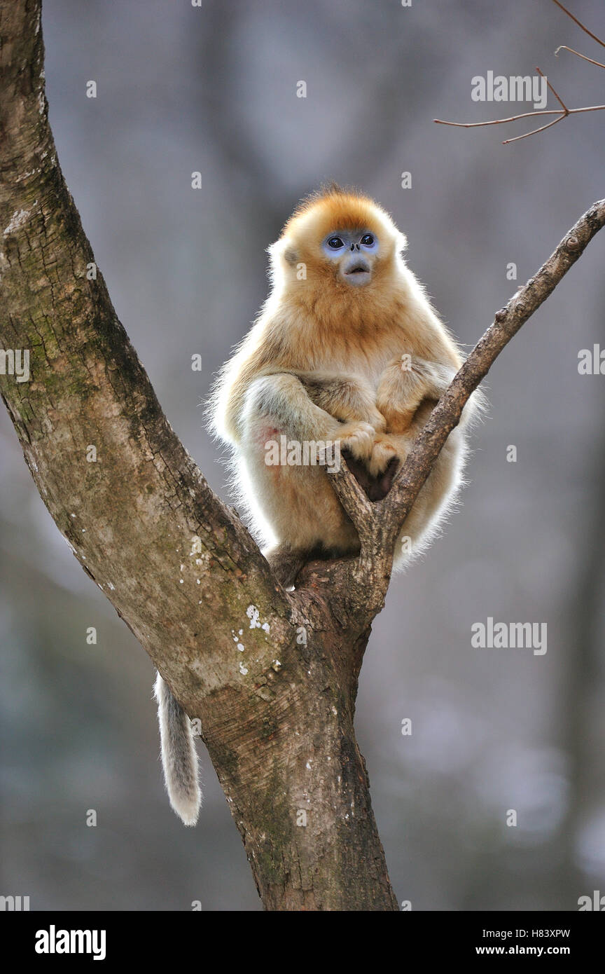 Golden Snub-nosed Monkey (Rhinopithecus roxellana) young, Qinling ...