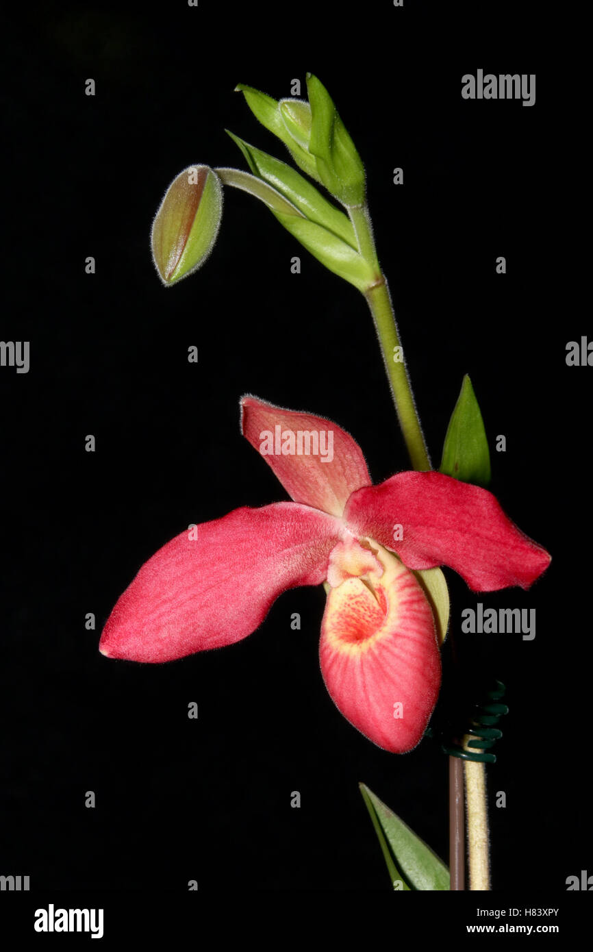 Orchid phragmipedium hi-res stock photography and images - Alamy