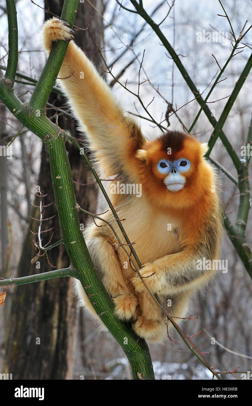 Golden Snub-nosed Monkey (Rhinopithecus roxellana) female in tree ...